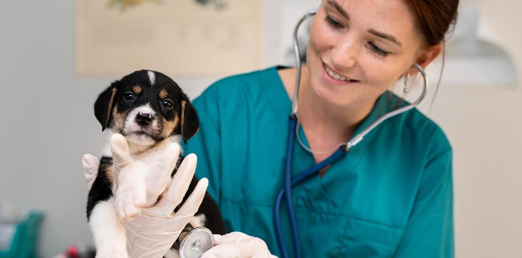 Estudiar medicina veterinaria y zootecnia: cosas que debes saber